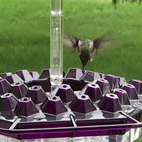 Sherem Sweety Hummingbird Feeder – Shoesmama